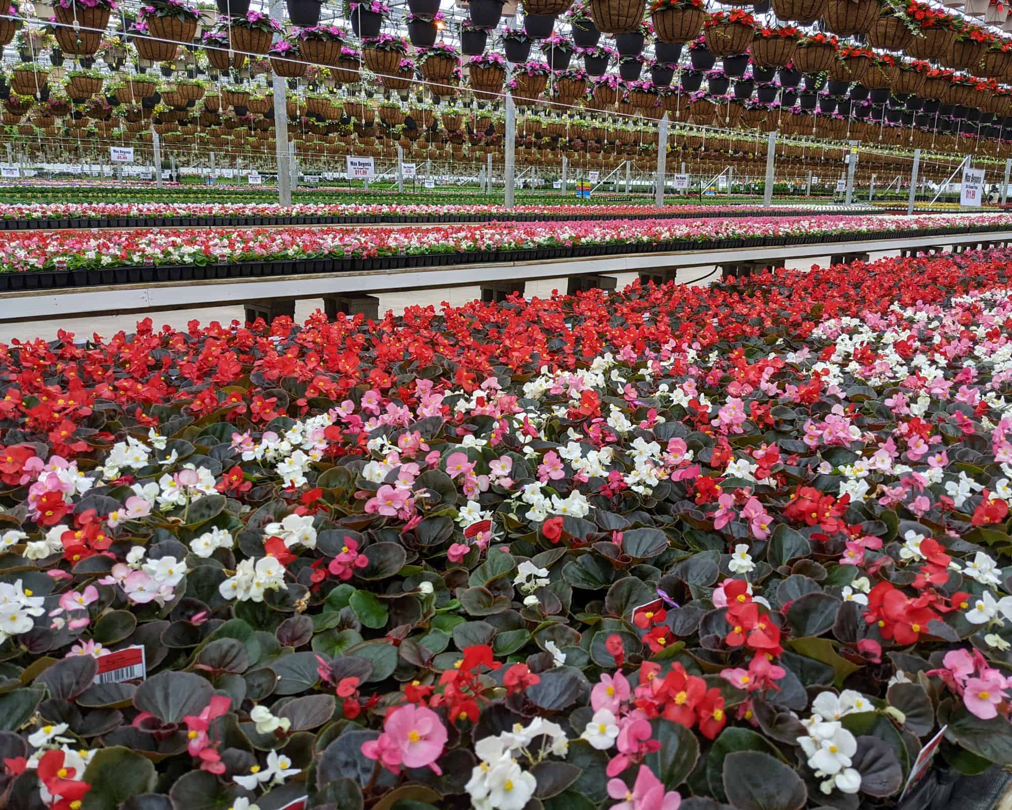 Flats - Countryside Greenhouse