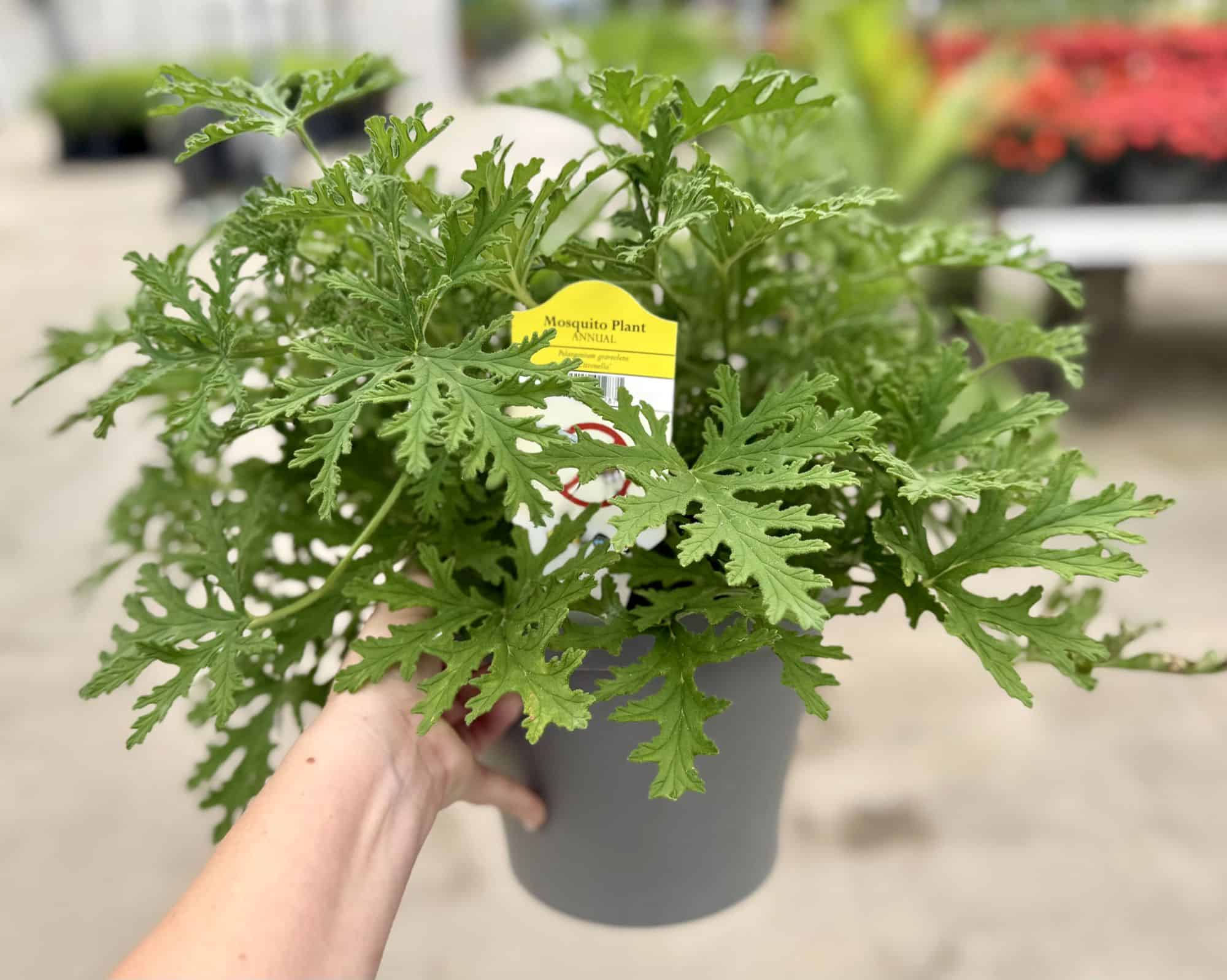 8" Patio Mosquito Plant - Countryside Greenhouse